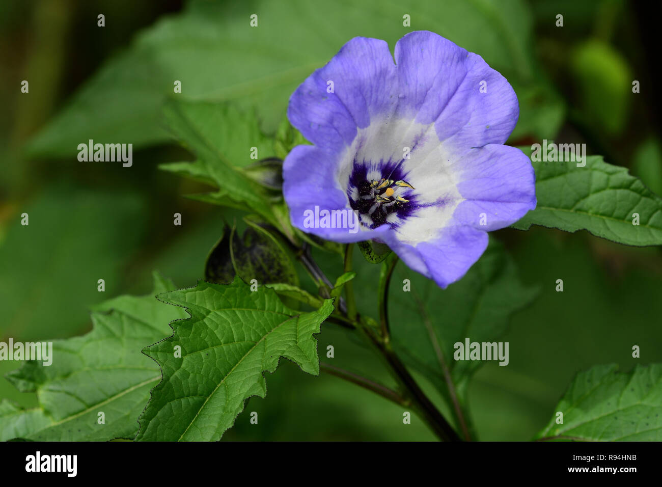 Close up of an apple of Peru flower in bloom (nicandra physalodes Stock ...