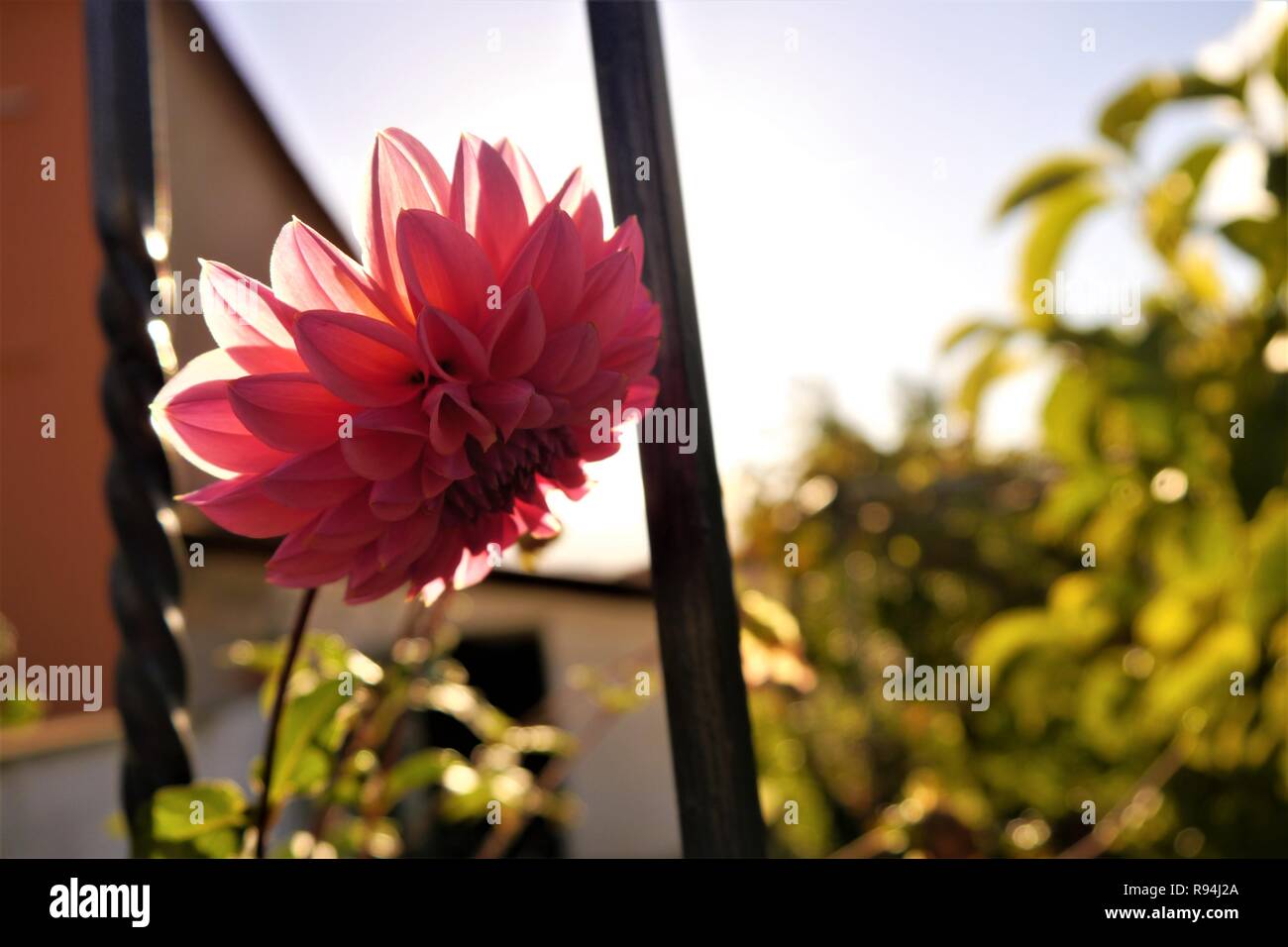 Flower and Sun Stock Photo - Alamy