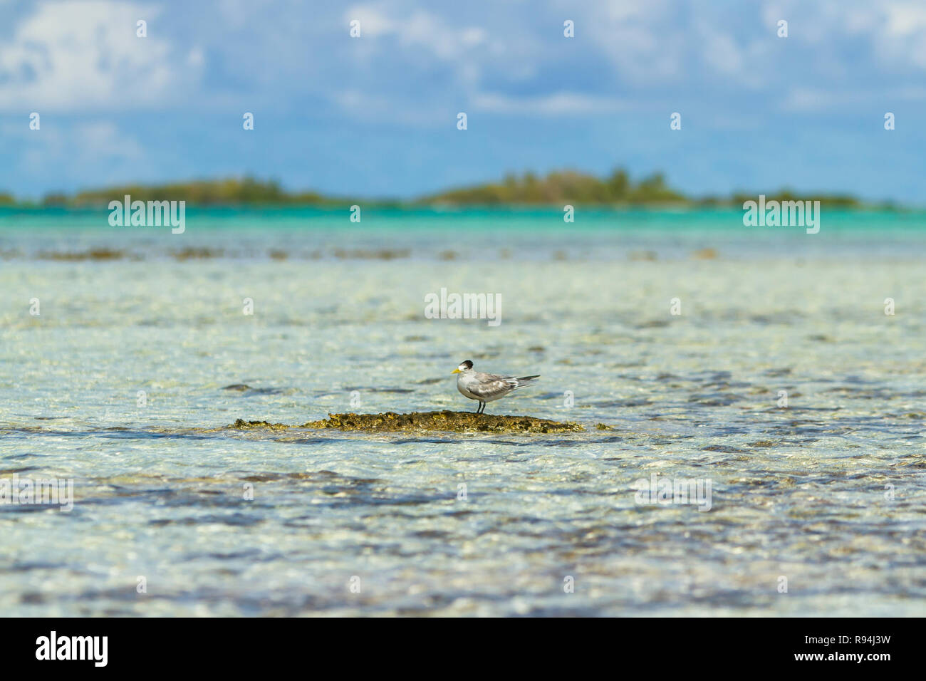 Birds of Rangiroa atoll, Tuamotu islands, French Polynesia Stock Photo ...