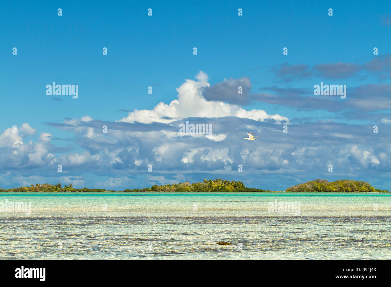 Birds of Rangiroa atoll, Tuamotu islands, French Polynesia Stock Photo ...