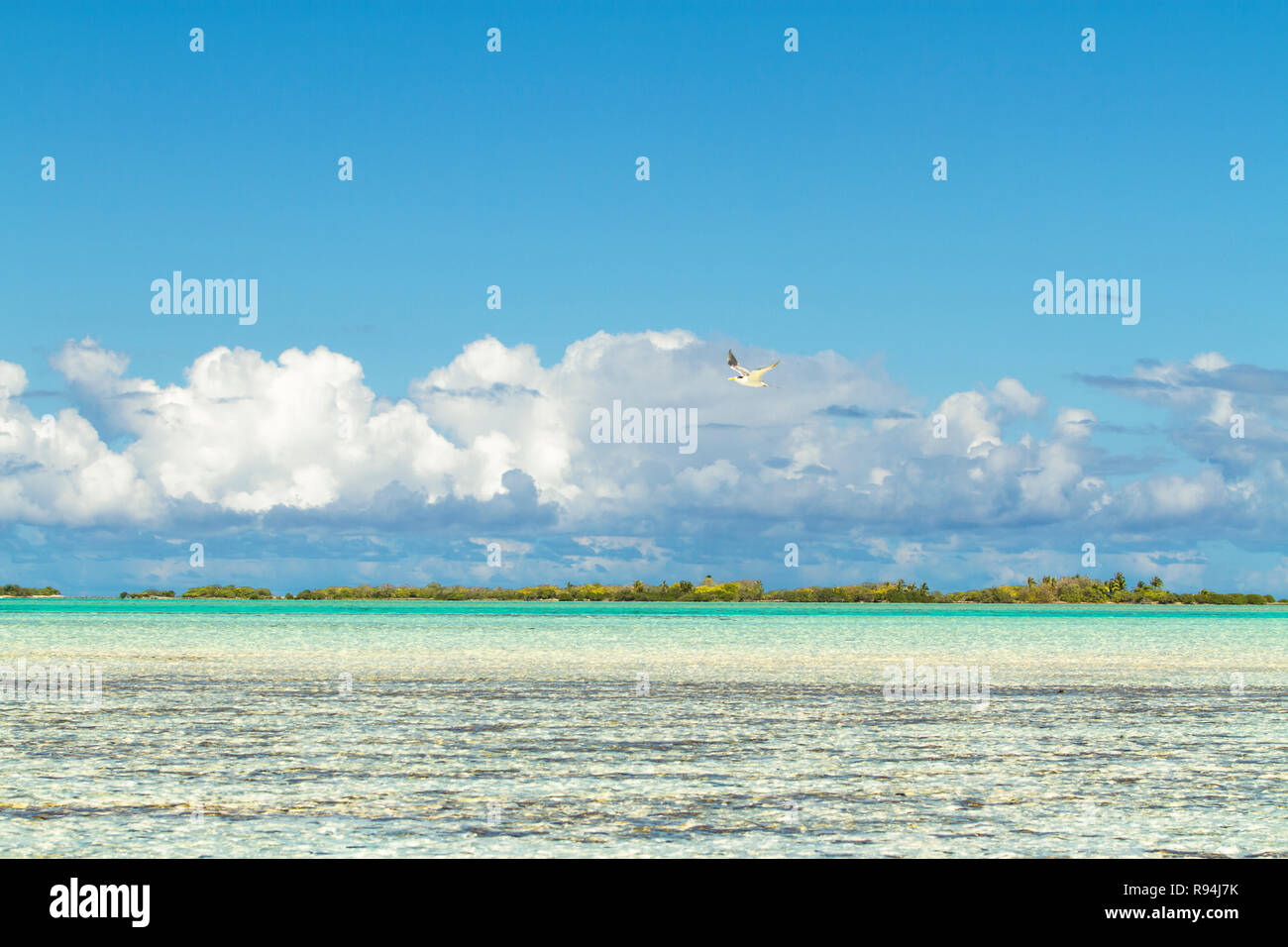 Birds of Rangiroa atoll, Tuamotu islands, French Polynesia Stock Photo ...