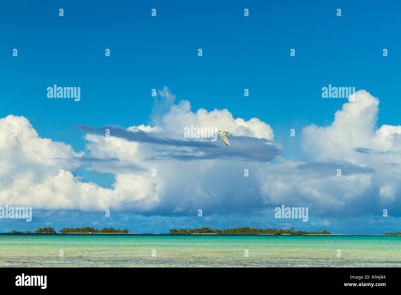 Birds of Rangiroa atoll, Tuamotu islands, French Polynesia Stock Photo ...