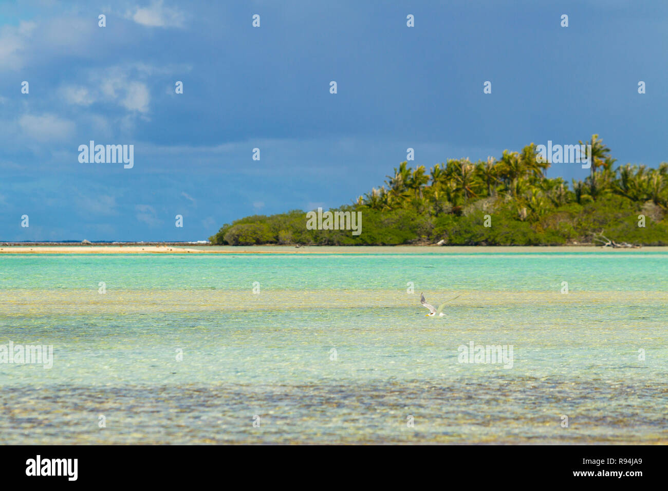 Birds of Rangiroa atoll, Tuamotu islands, French Polynesia Stock Photo ...