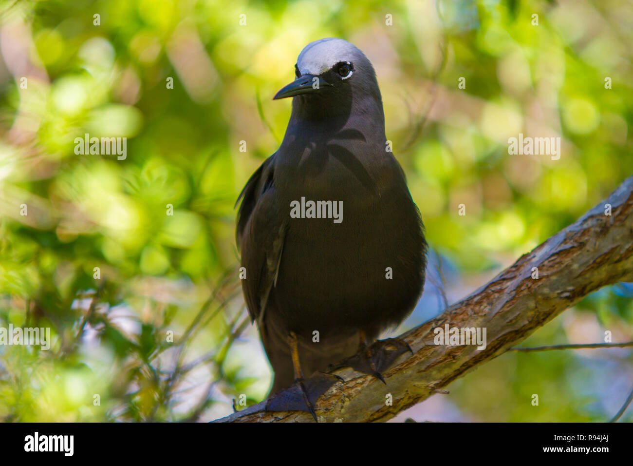 Birds of Rangiroa atoll, Tuamotu islands, French Polynesia Stock Photo ...