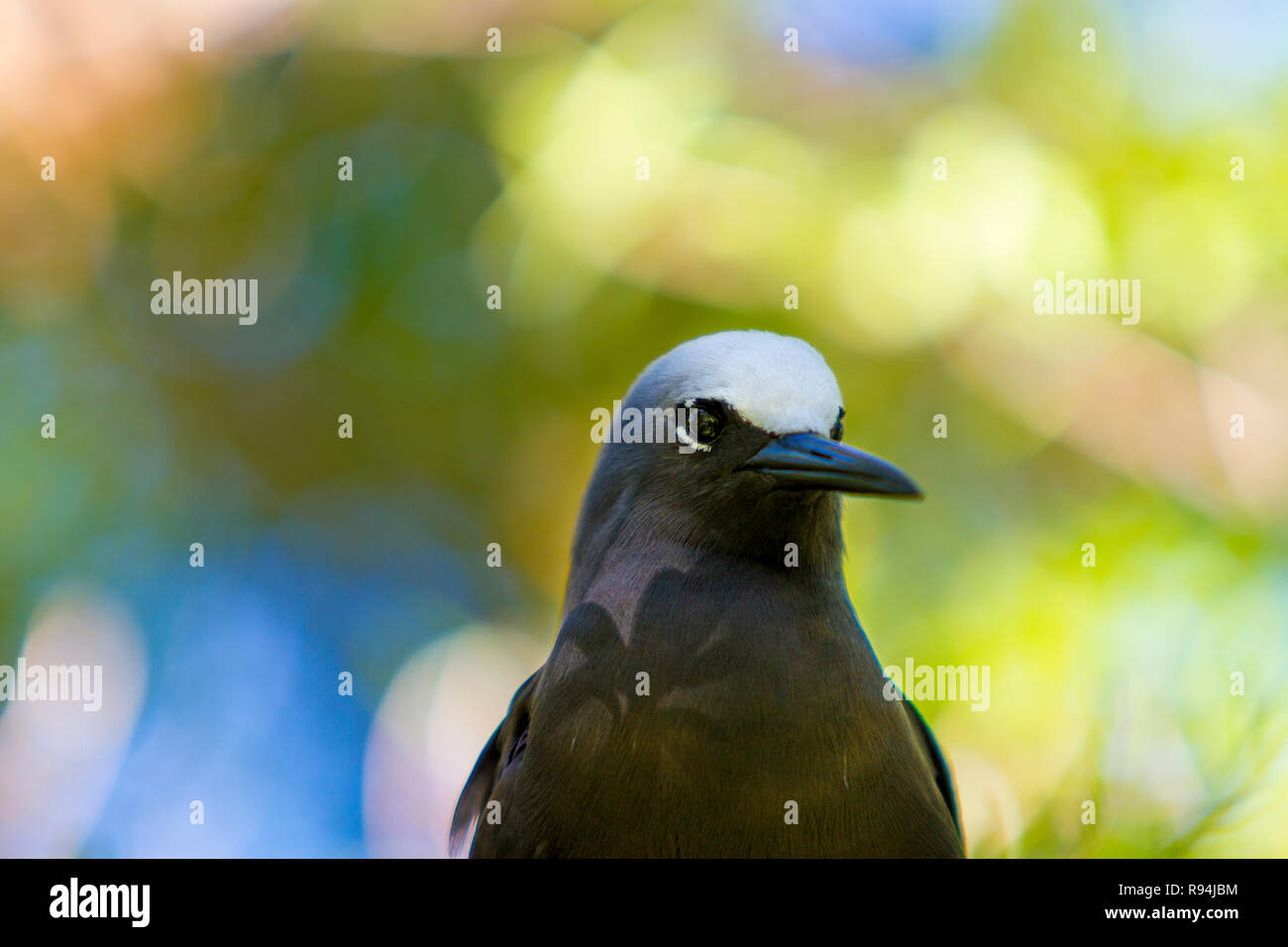 Birds of Rangiroa atoll, Tuamotu islands, French Polynesia Stock Photo ...