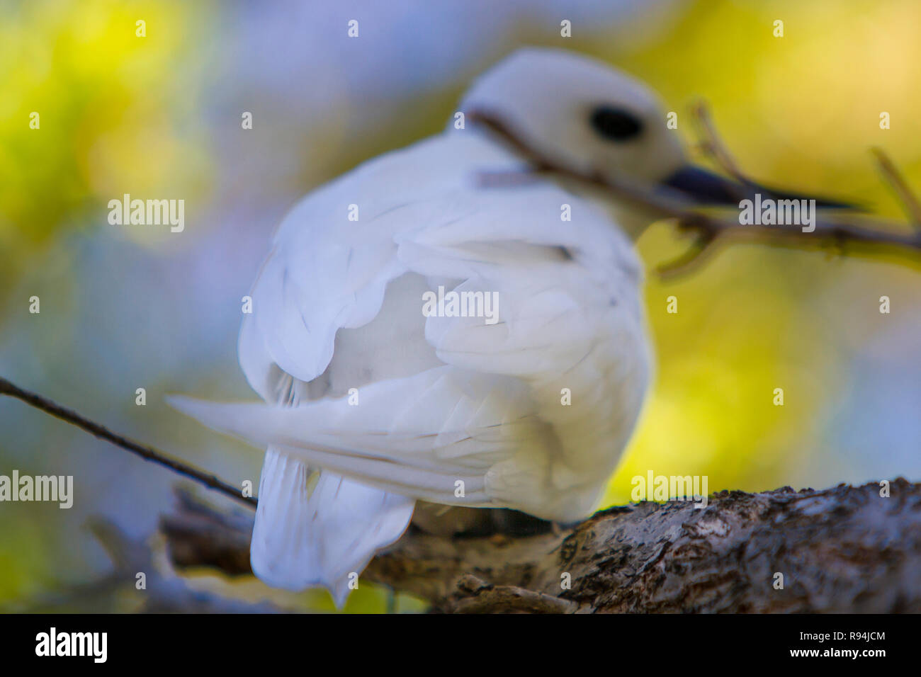 Birds of Rangiroa atoll, Tuamotu islands, French Polynesia Stock Photo ...