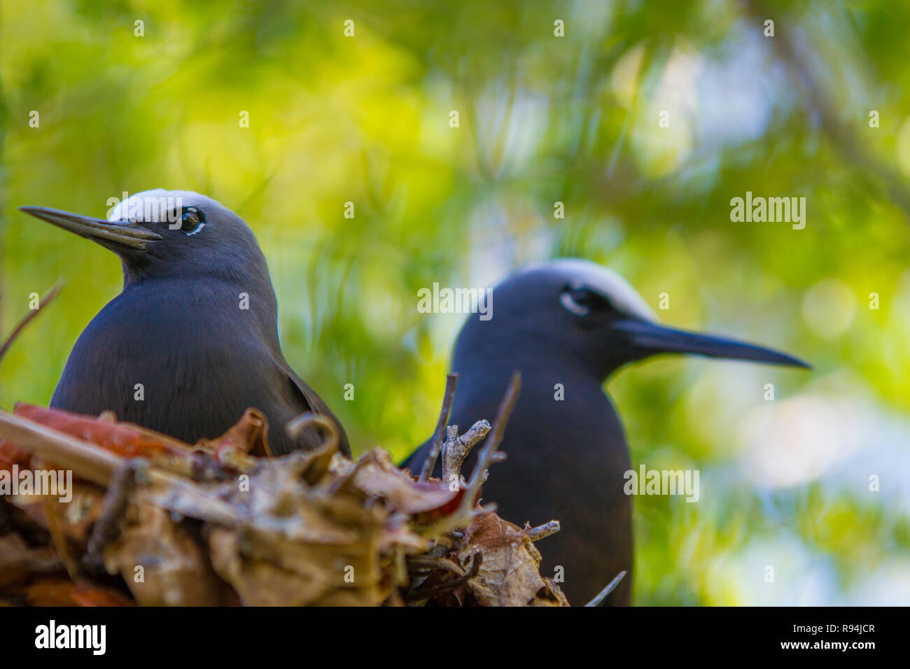 Birds of Rangiroa atoll, Tuamotu islands, French Polynesia Stock Photo ...