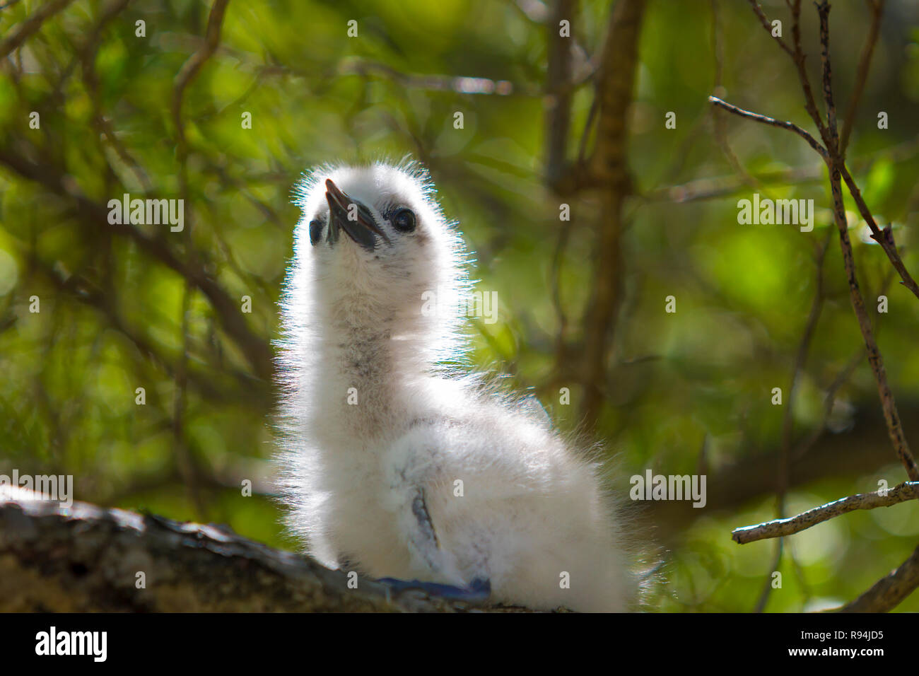 Birds of Rangiroa atoll, Tuamotu islands, French Polynesia Stock Photo ...