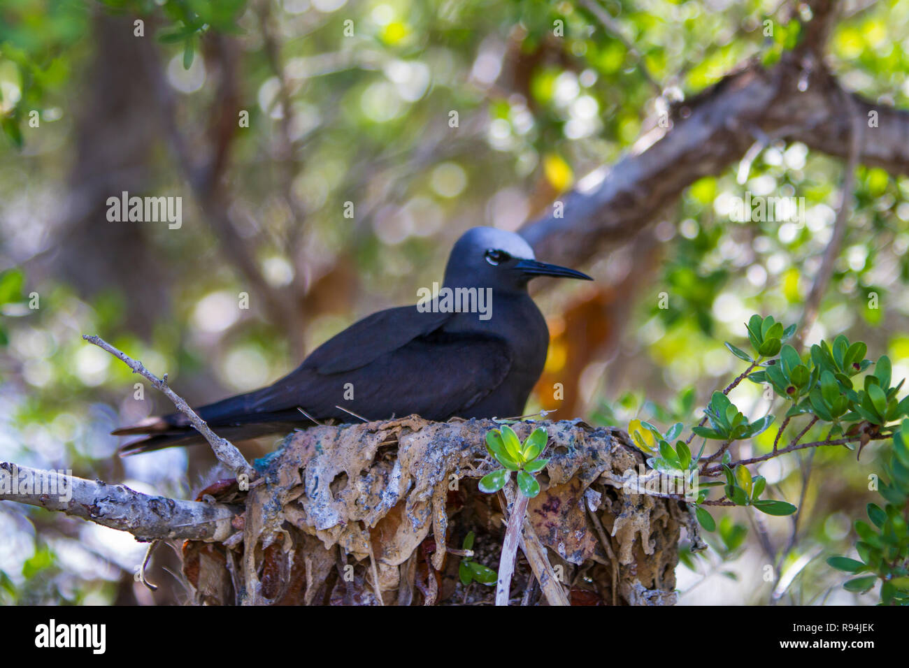 Birds of Rangiroa atoll, Tuamotu islands, French Polynesia Stock Photo ...