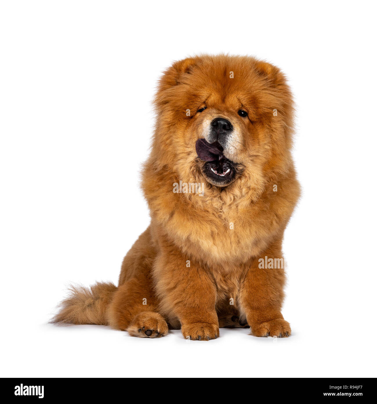 Cute fluffy Chow Chow pup dog, sitting straight up facing front looking ...