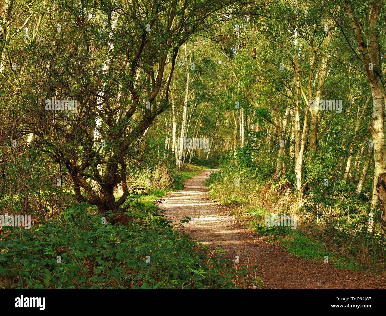 Path through trees with green foliage in woodland at Fairburn Ings RSPB ...