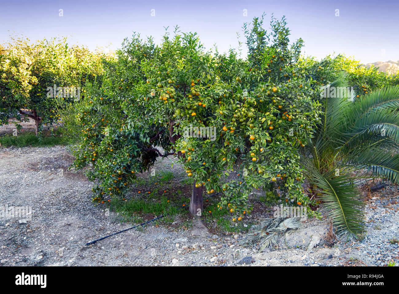 Mandarin trees hi-res stock photography and images - Alamy