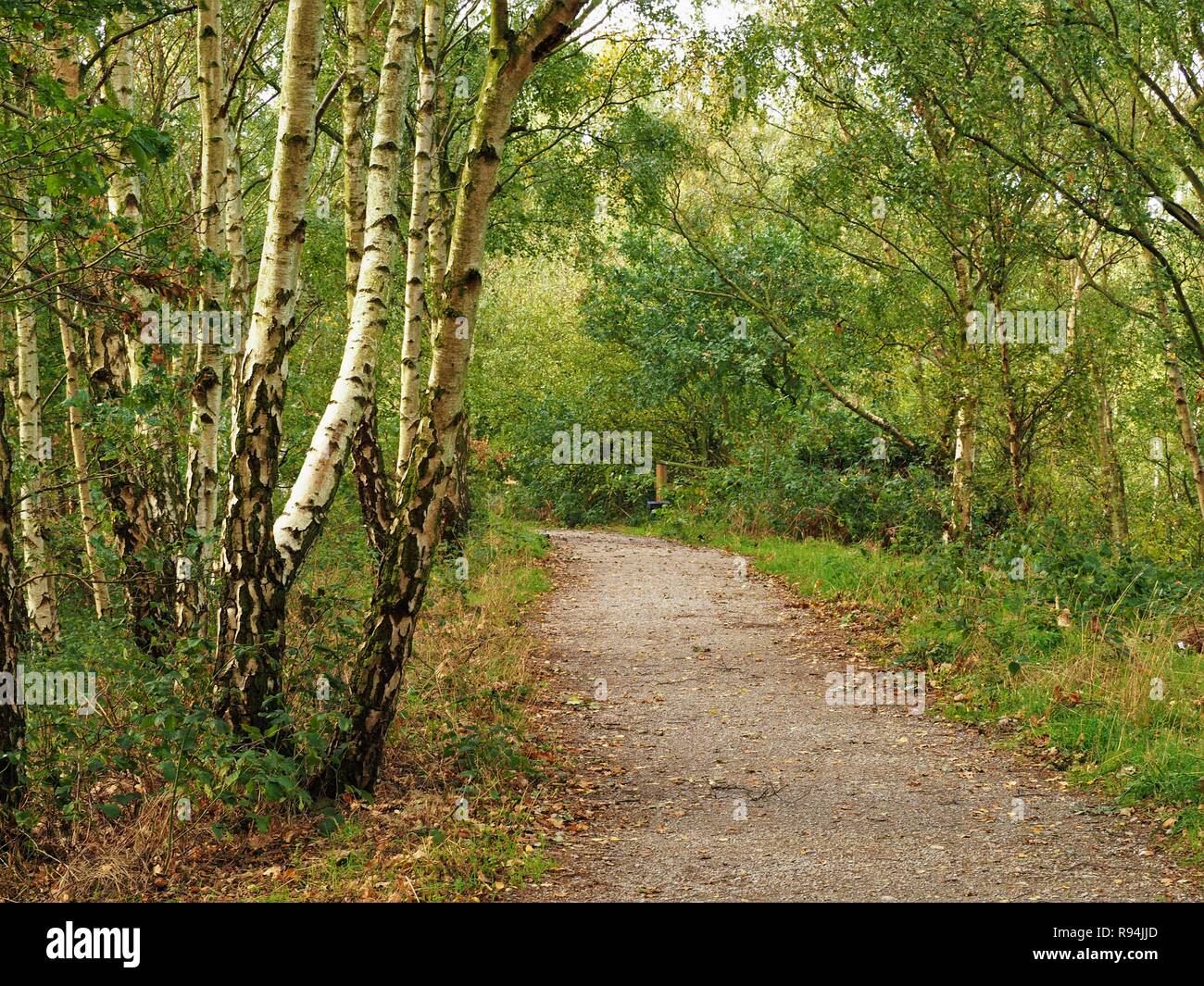 Path through silver birch trees in Fairburn Ings RSPB nature reserve ...
