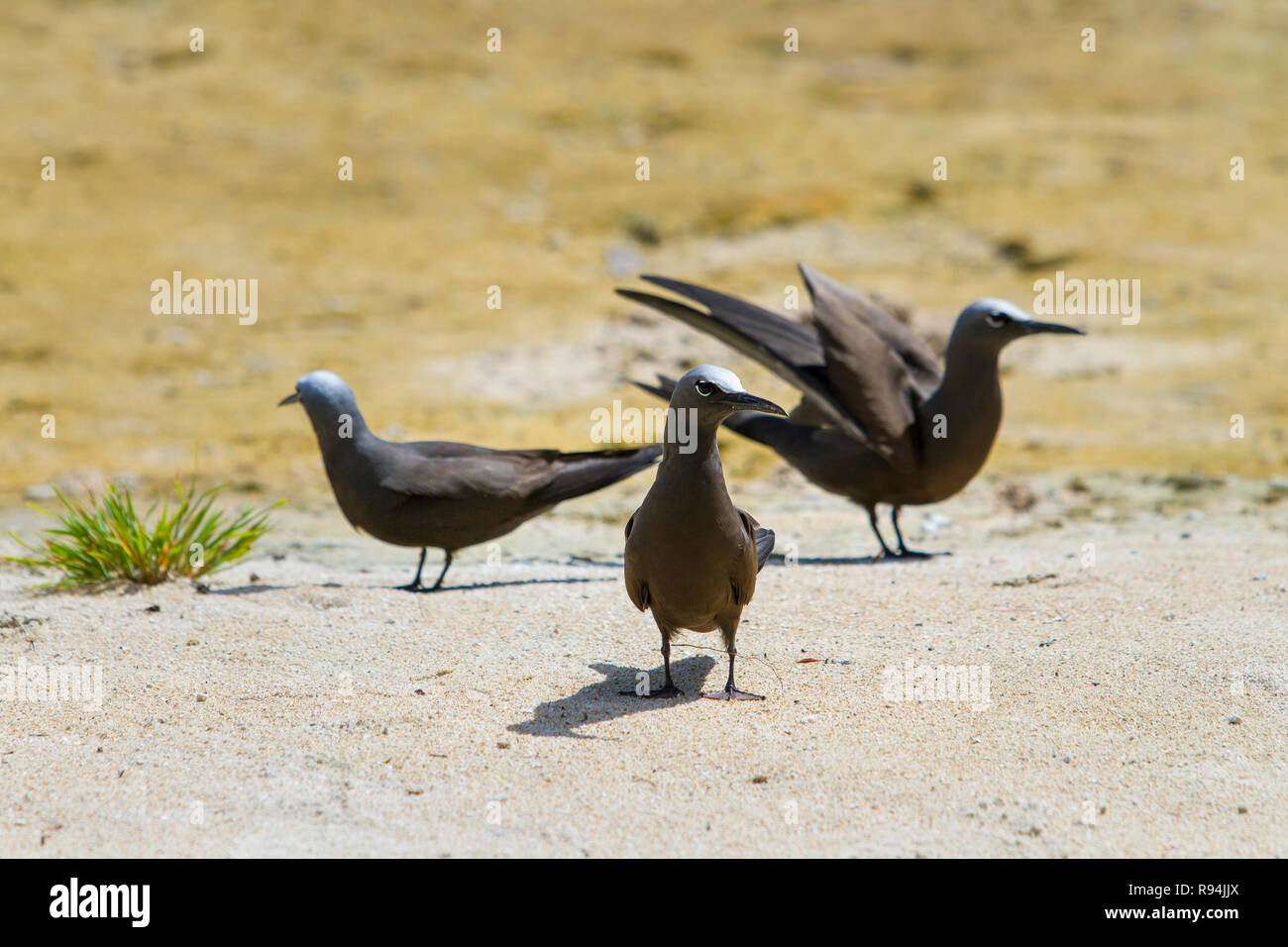 Birds of Rangiroa atoll, Tuamotu islands, French Polynesia Stock Photo ...