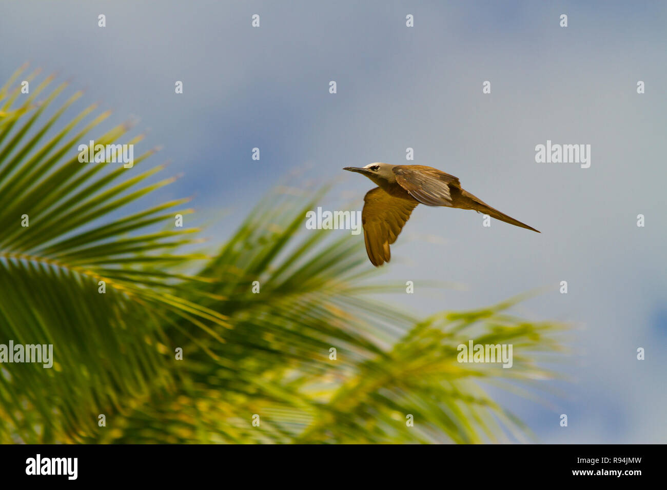 Birds of Rangiroa atoll, Tuamotu islands, French Polynesia Stock Photo ...