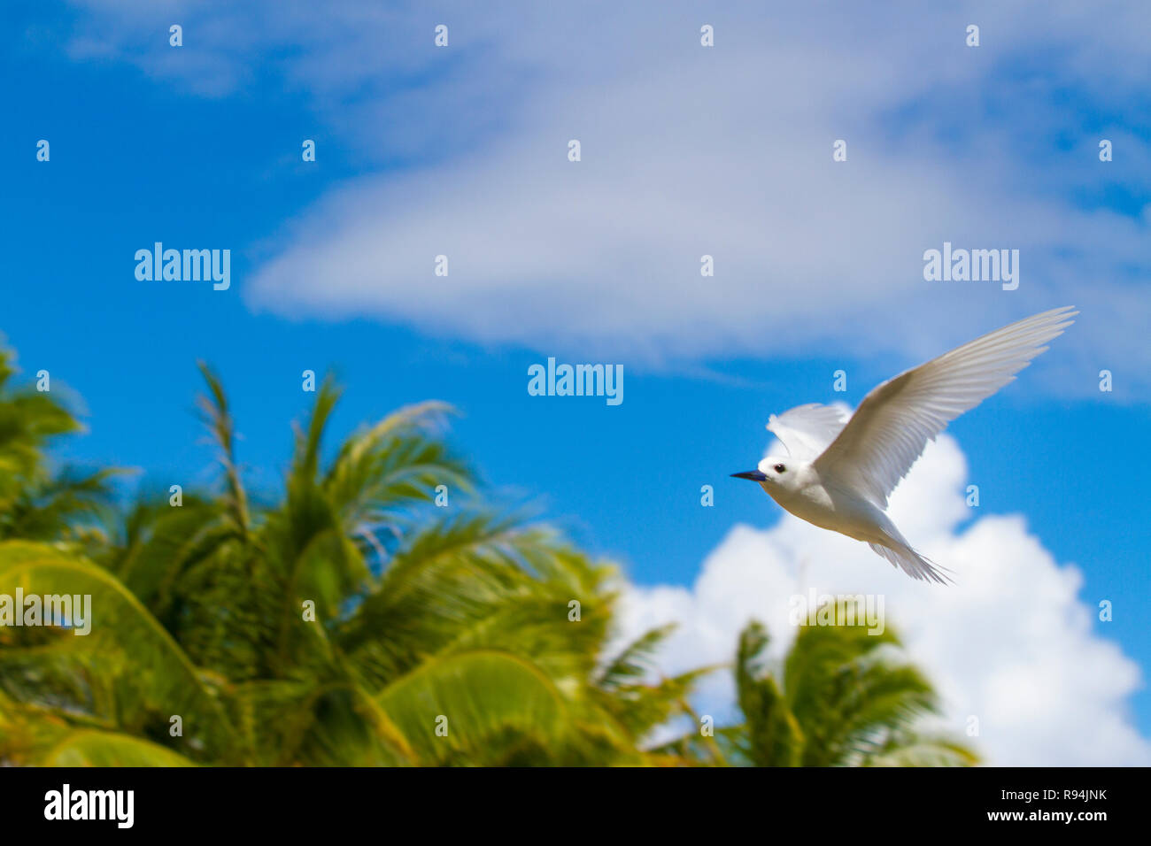 Birds of Rangiroa atoll, Tuamotu islands, French Polynesia Stock Photo ...