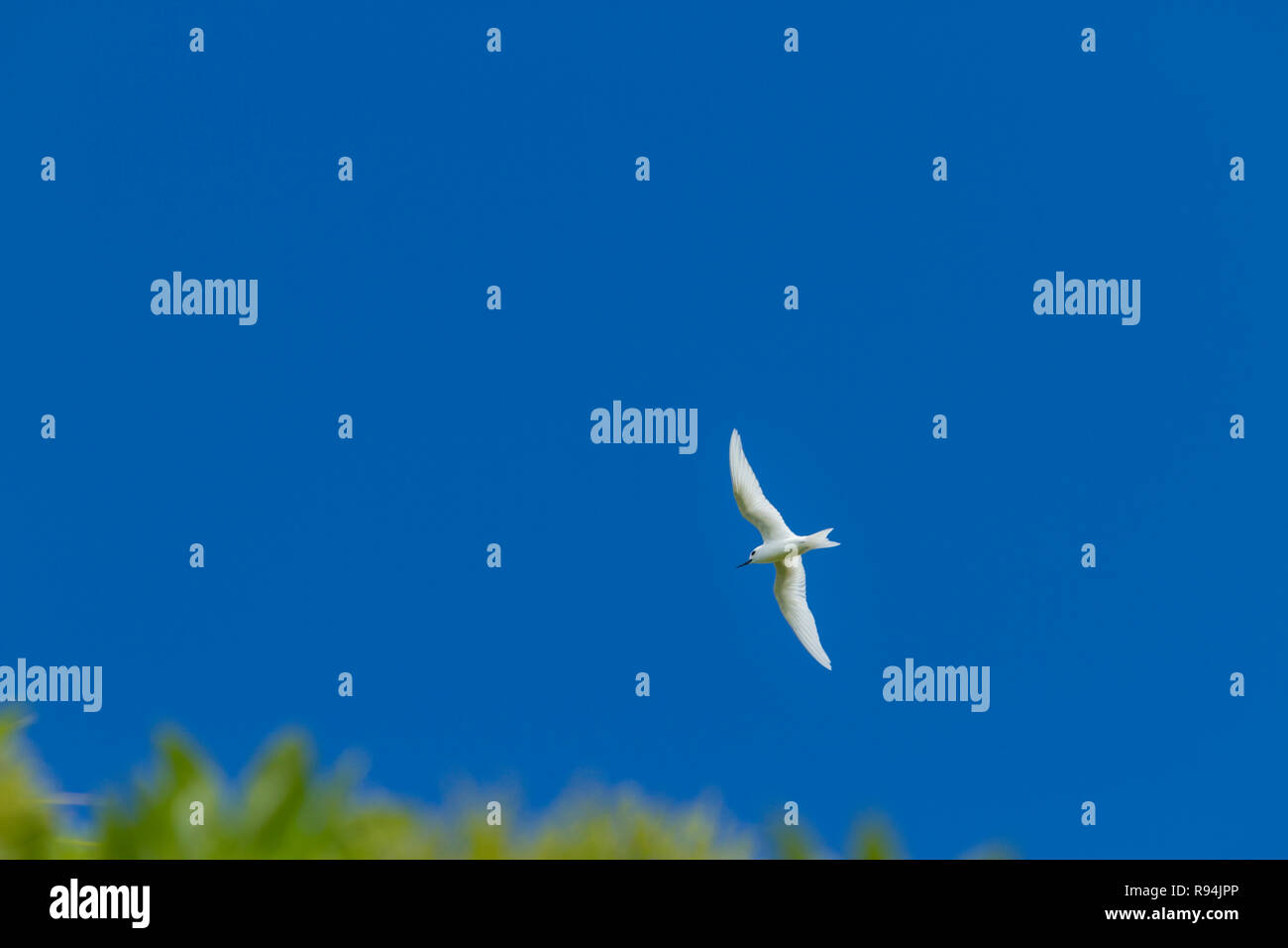Birds of Rangiroa atoll, Tuamotu islands, French Polynesia Stock Photo ...