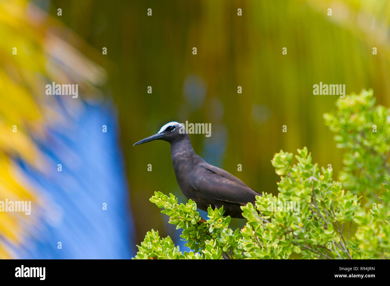 Birds of Rangiroa atoll, Tuamotu islands, French Polynesia Stock Photo ...