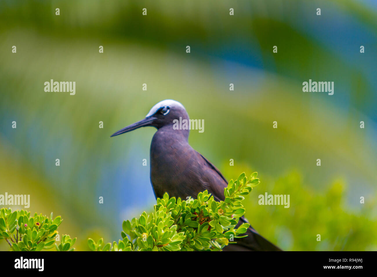 Birds of Rangiroa atoll, Tuamotu islands, French Polynesia Stock Photo ...