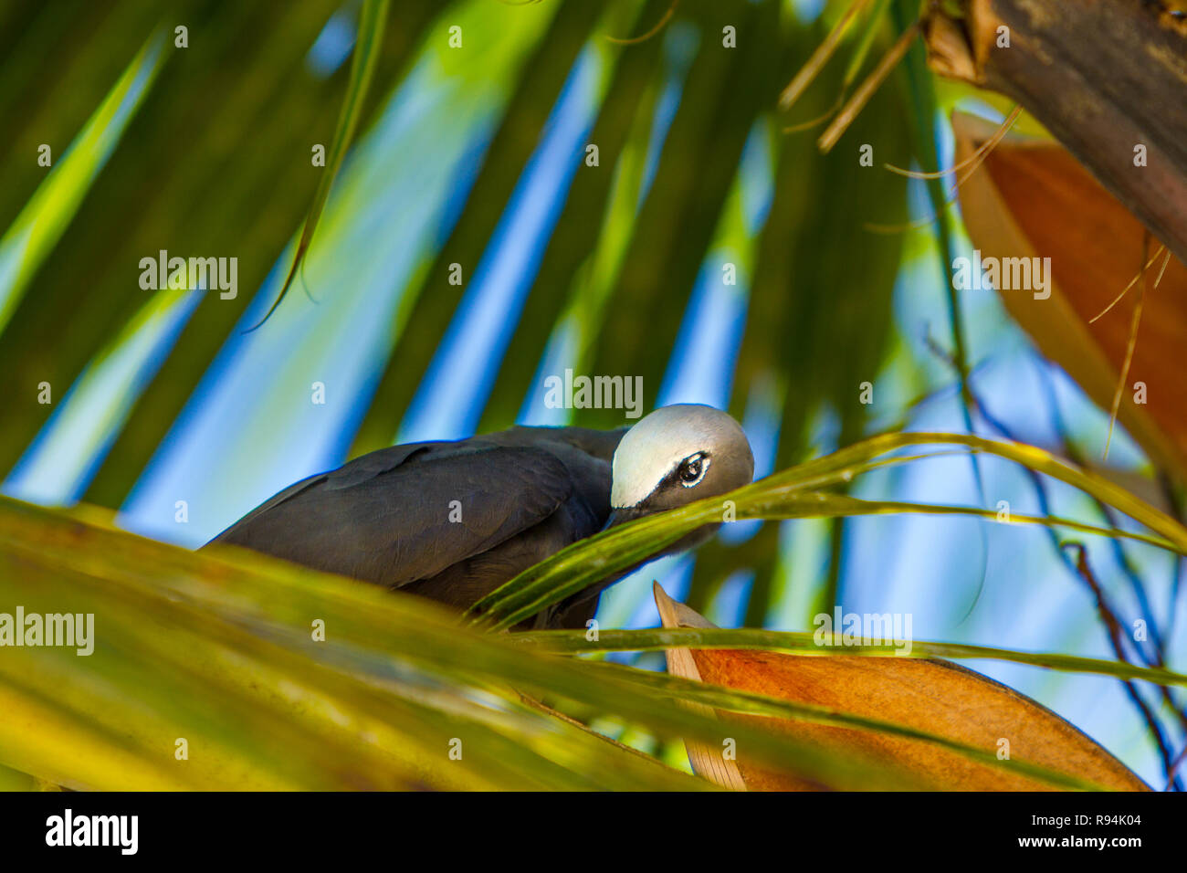 Birds of Rangiroa atoll, Tuamotu islands, French Polynesia Stock Photo ...