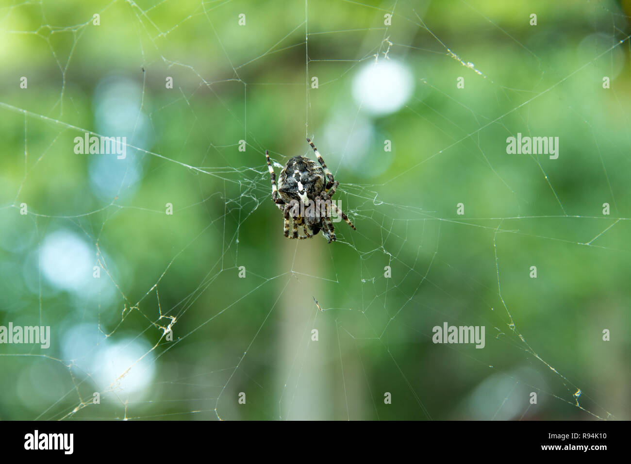 Macro world spiders Stock Photo - Alamy