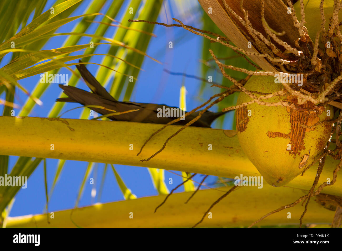 Birds of Rangiroa atoll, Tuamotu islands, French Polynesia Stock Photo ...