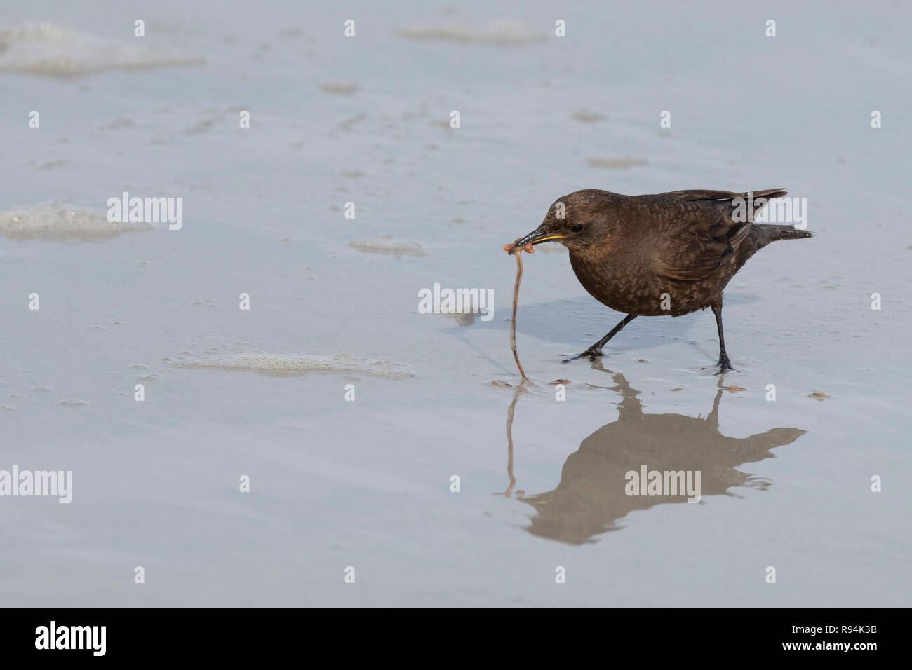 United Kingdom, Falkland Islands, West Falklands, Carcass Island. Bird ...