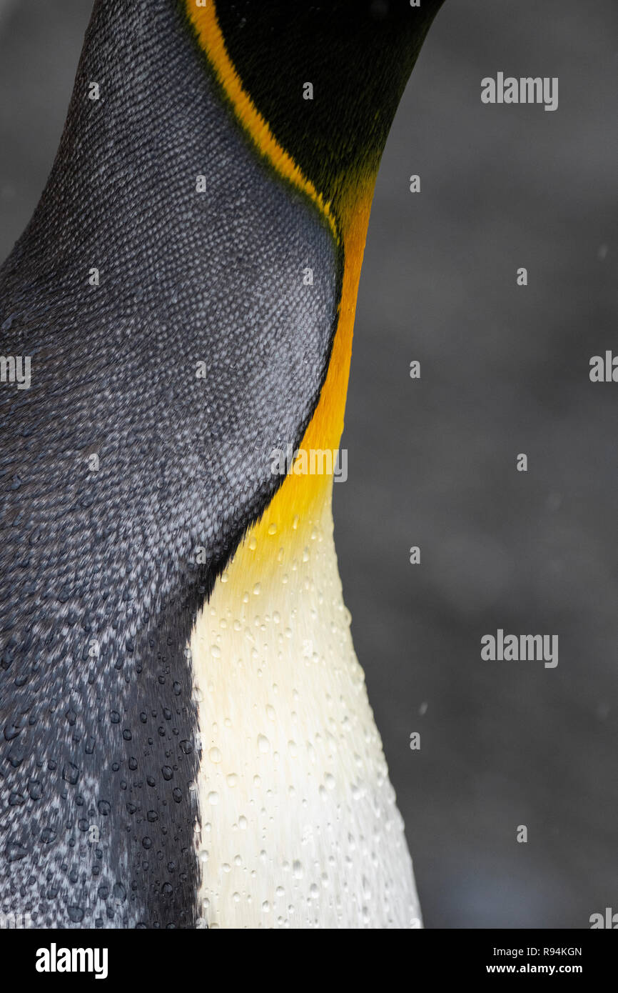 King penguin feathers hi-res stock photography and images - Alamy