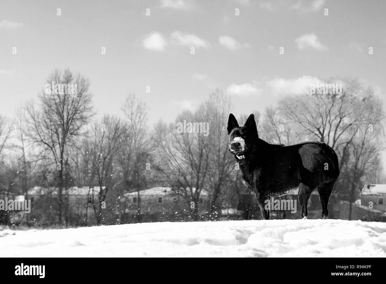 Covered nose Black and White Stock Photos & Images - Alamy