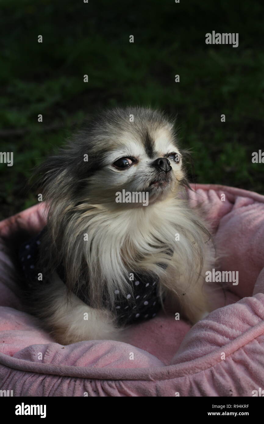 pomeranian princess puppy looking unsure in a dog bed at the park Stock ...