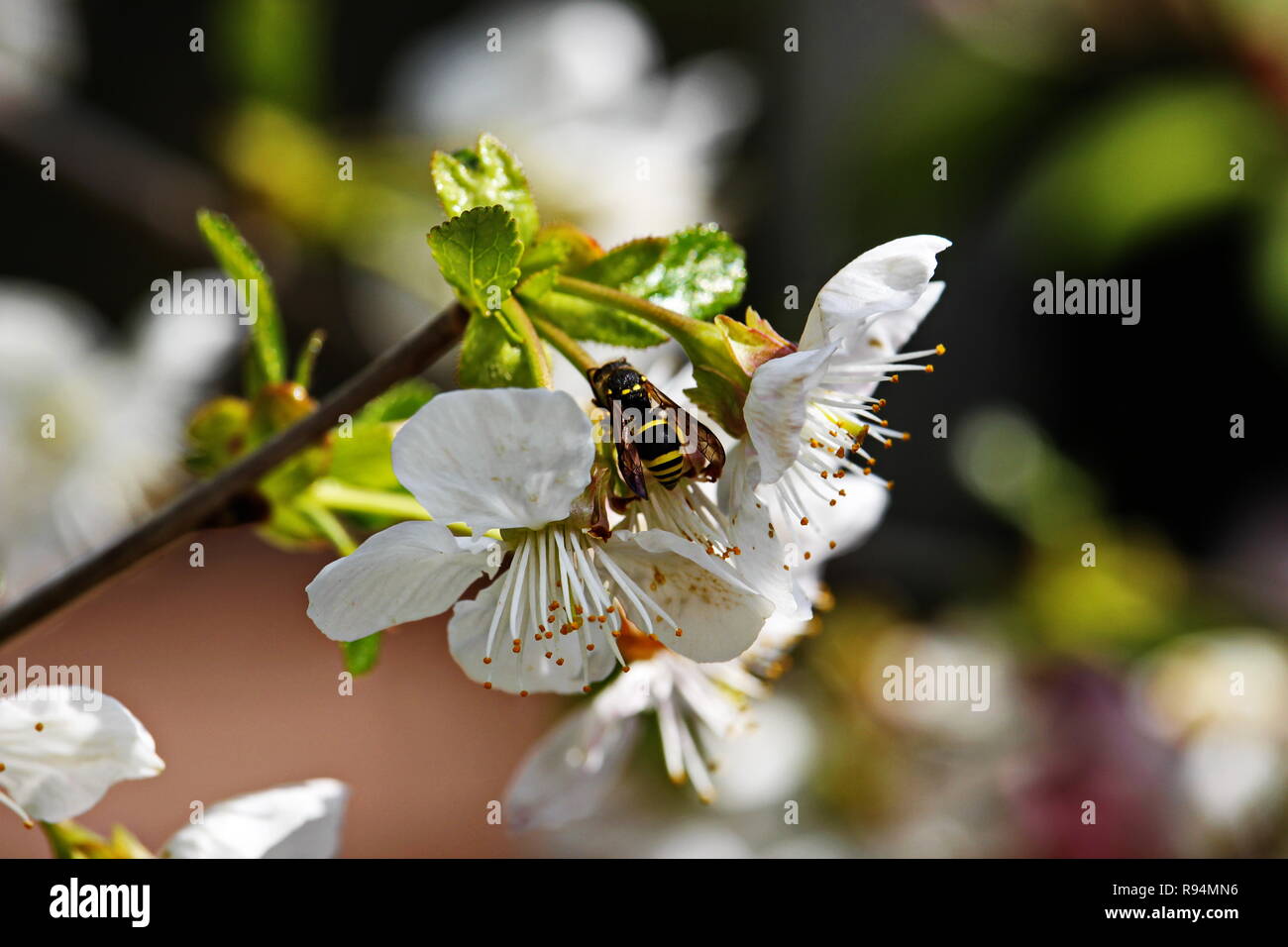 Apple tree Flowers with insects Stock Photo - Alamy