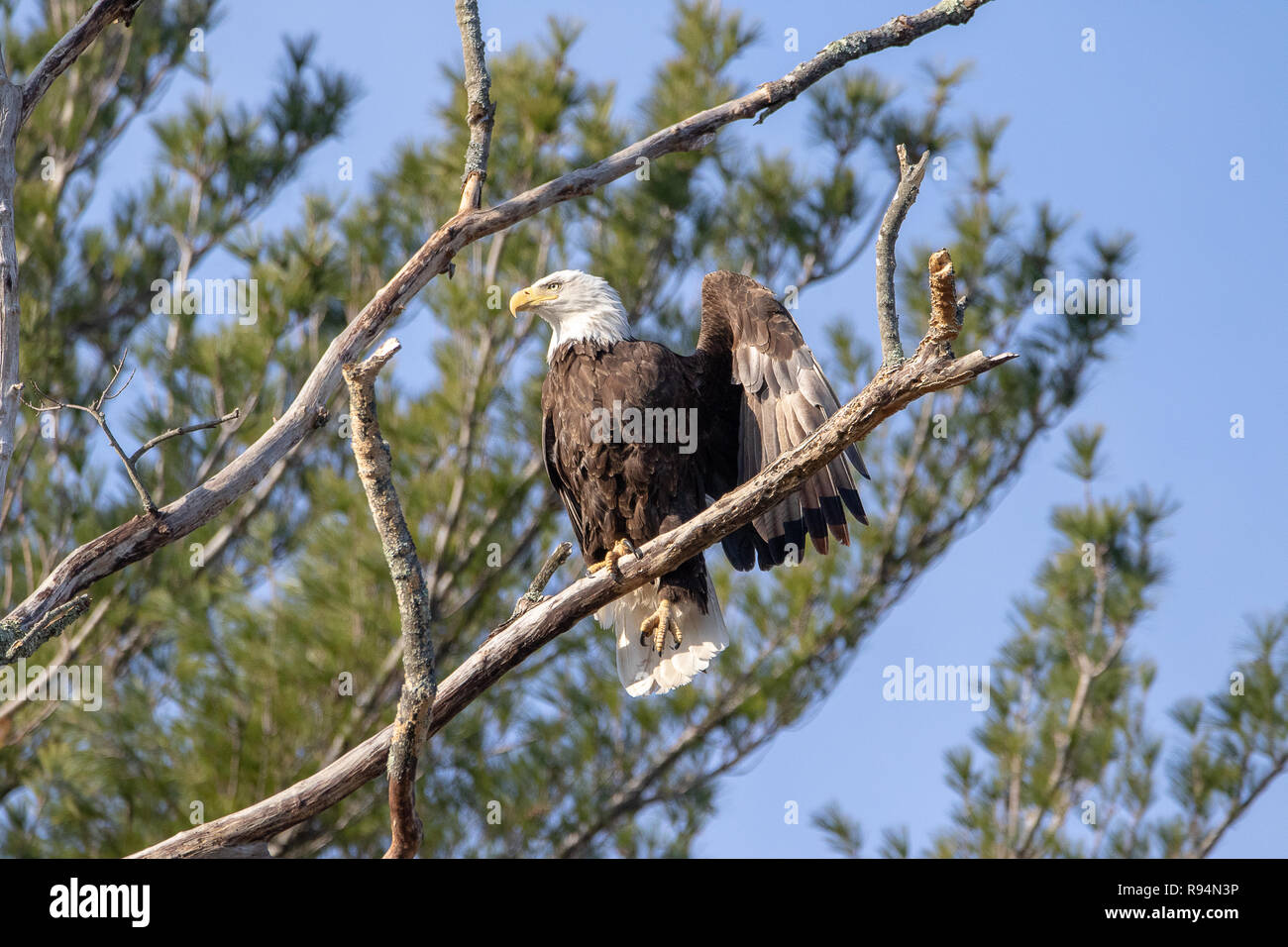 Bald Eagle In A Tree Stock Photo - Alamy