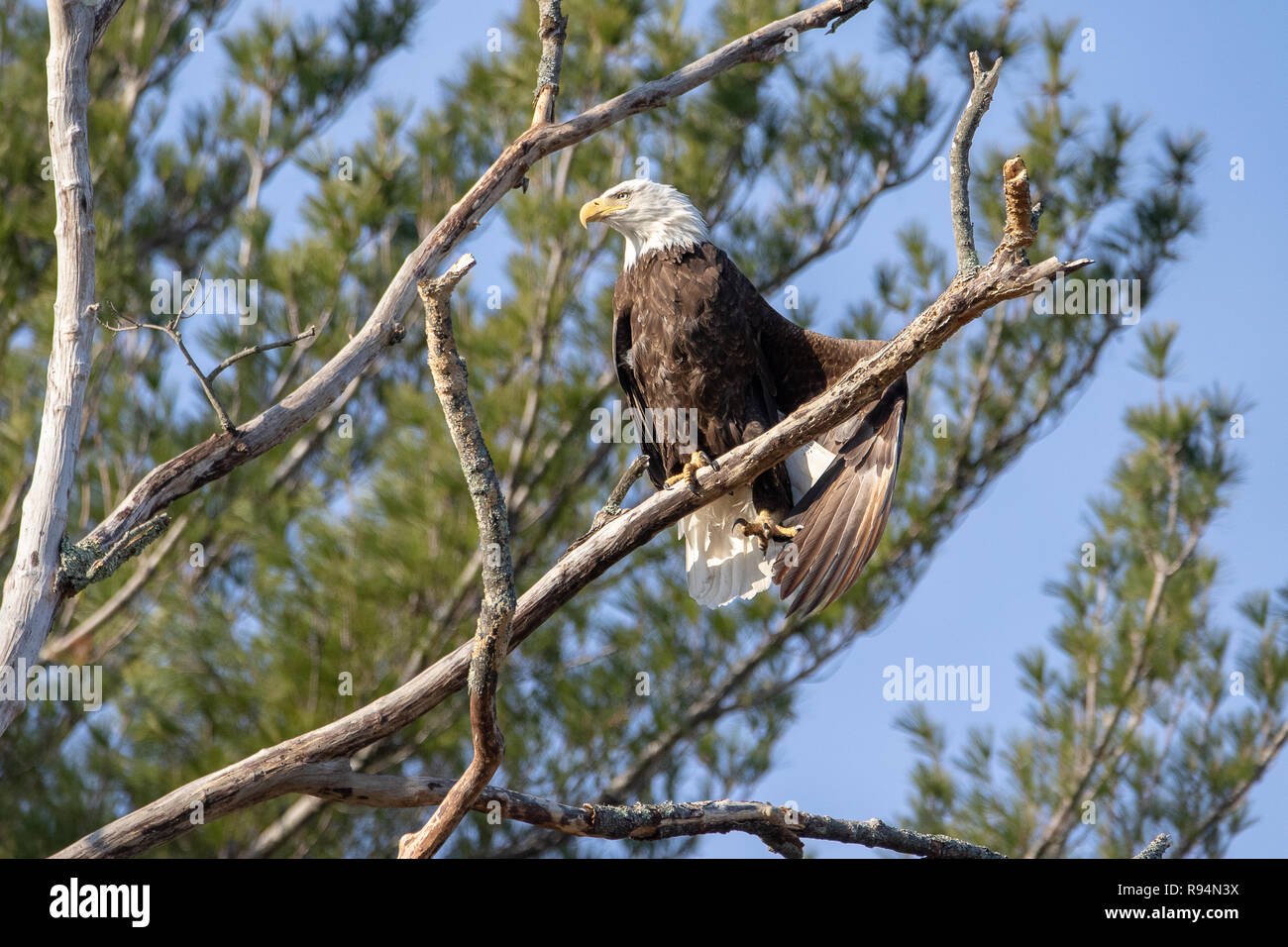 Bald Eagle In A Tree Stock Photo - Alamy