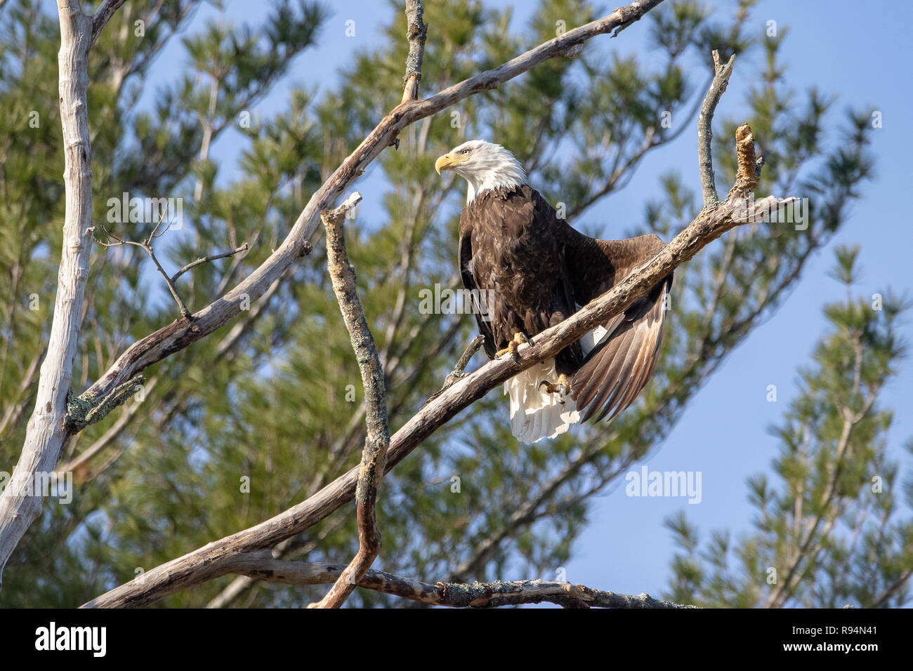 Bald Eagle In A Tree Stock Photo - Alamy