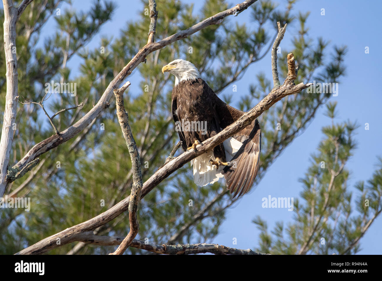 Bald Eagle In A Tree Stock Photo - Alamy