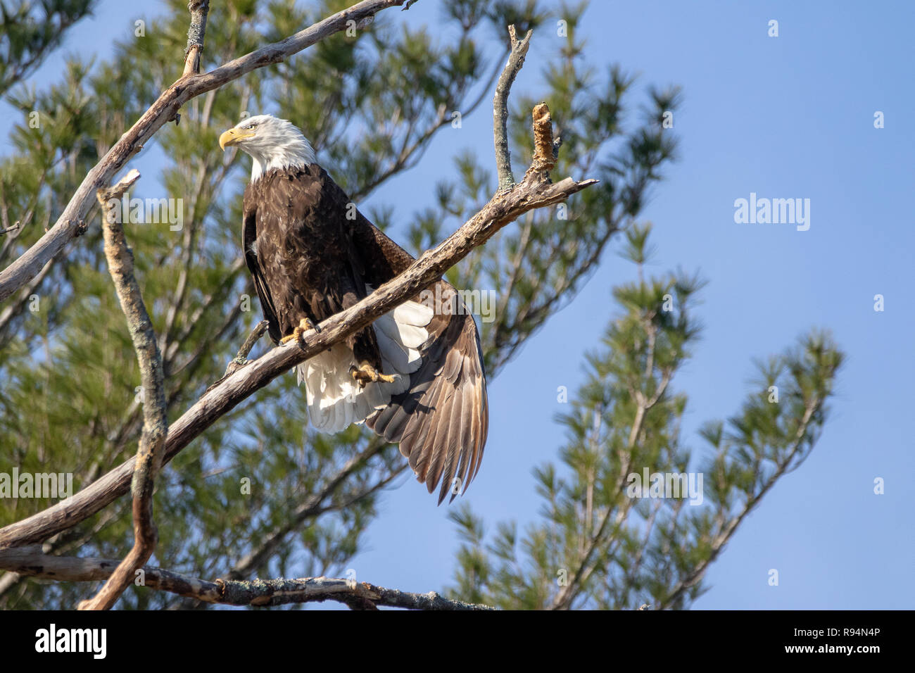Bald Eagle In A Tree Stock Photo - Alamy