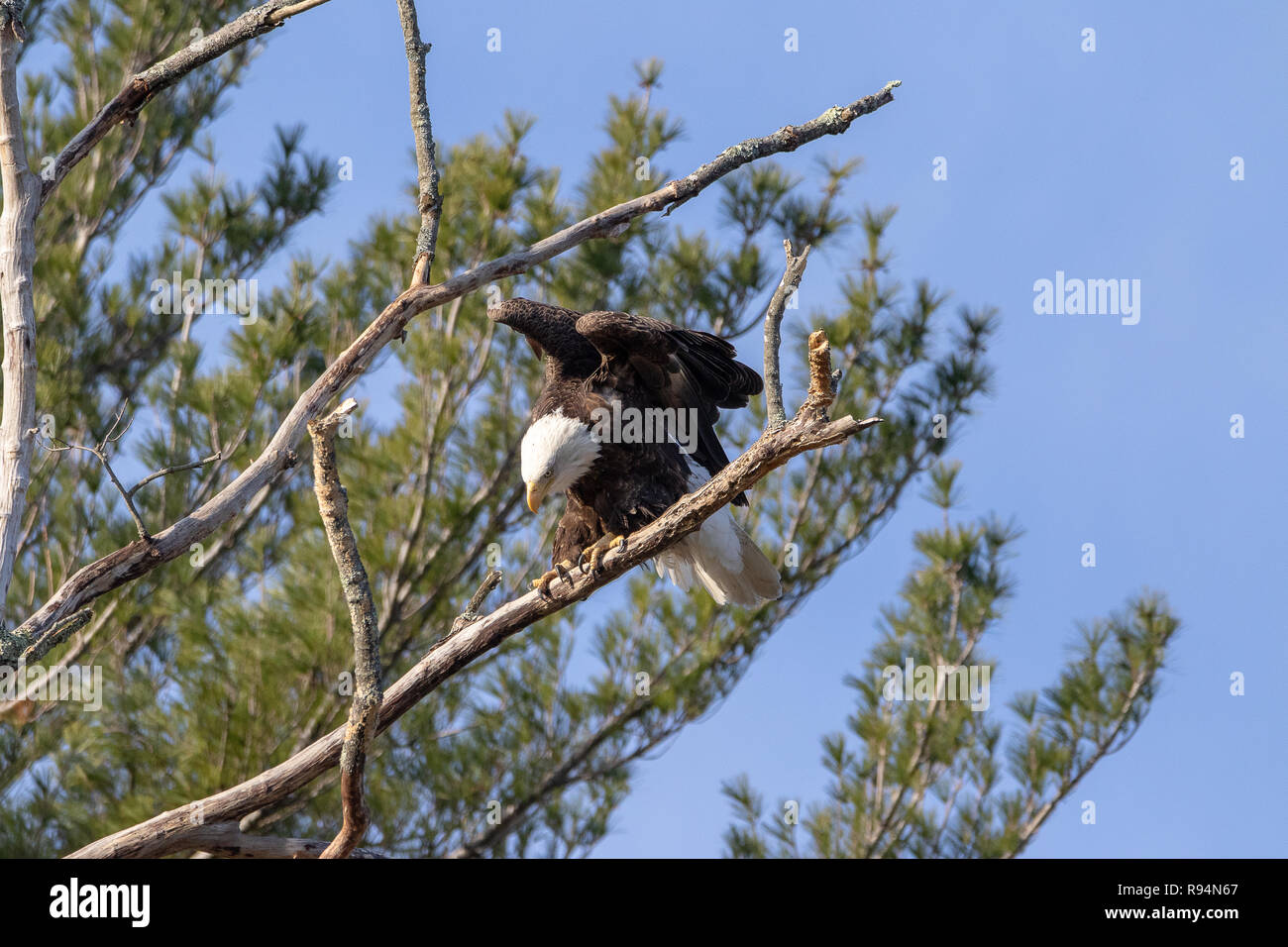 Bald Eagle In A Tree Stock Photo - Alamy