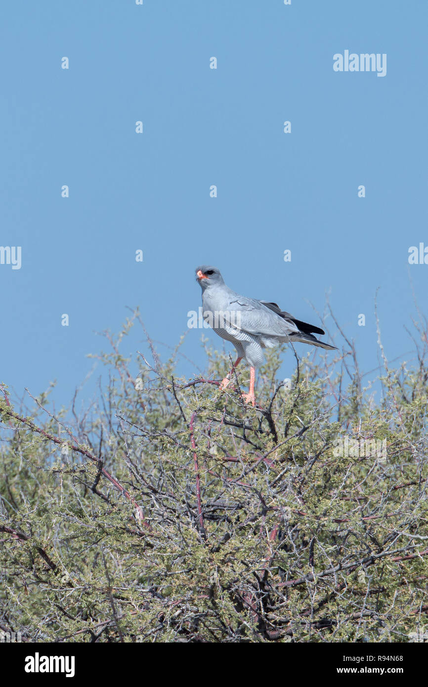 African pygmy falcon (Polihierax semitorquatus) in Namibia, Africa ...