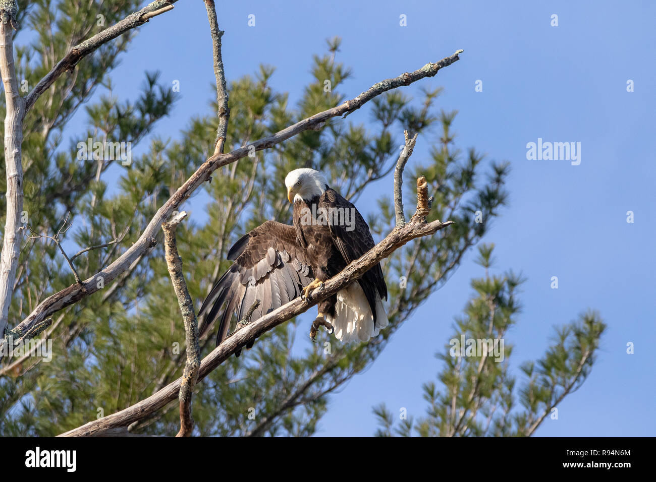 Bald Eagle In A Tree Stock Photo - Alamy