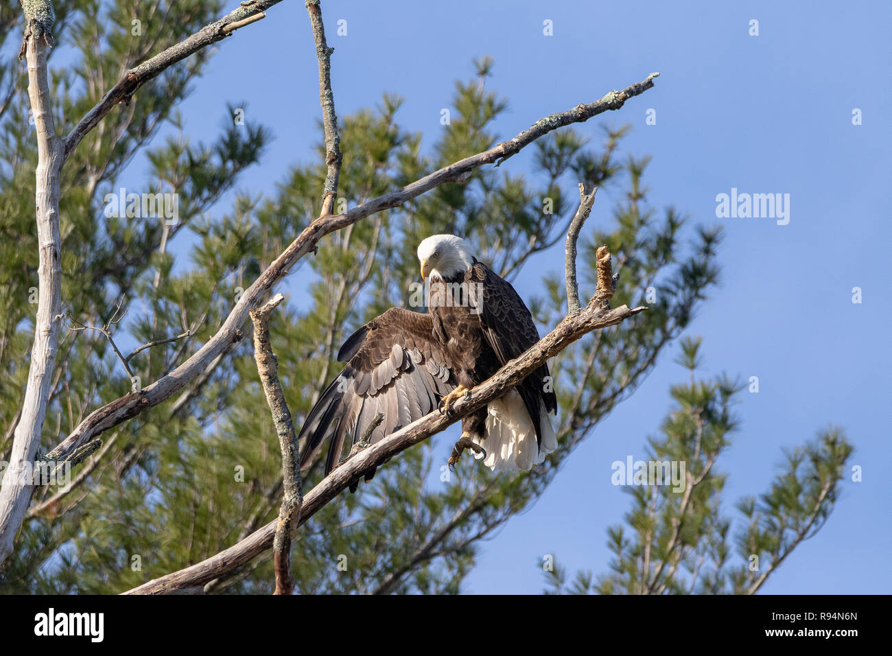 Bald Eagle In A Tree Stock Photo - Alamy