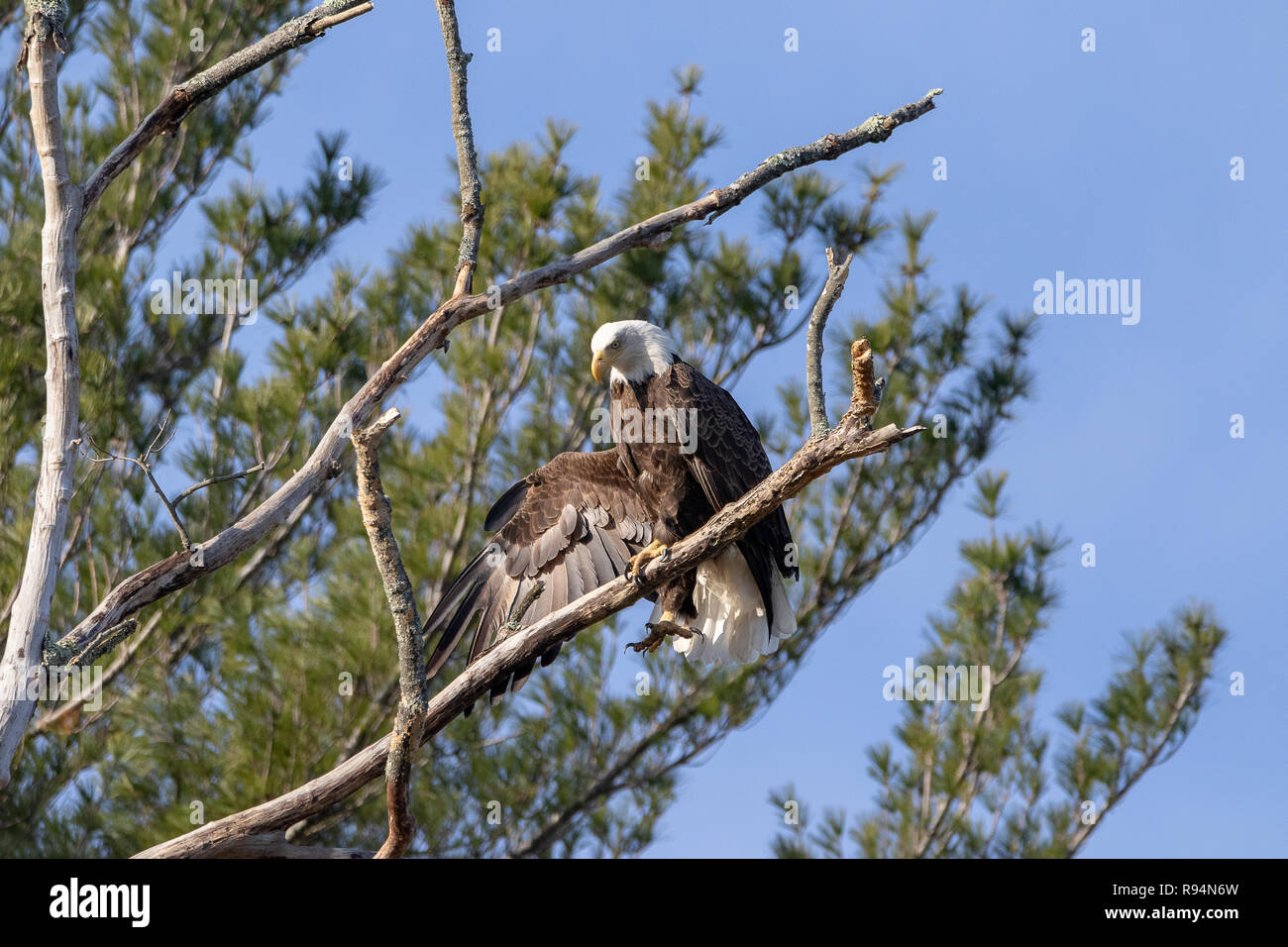Bald Eagle In A Tree Stock Photo - Alamy
