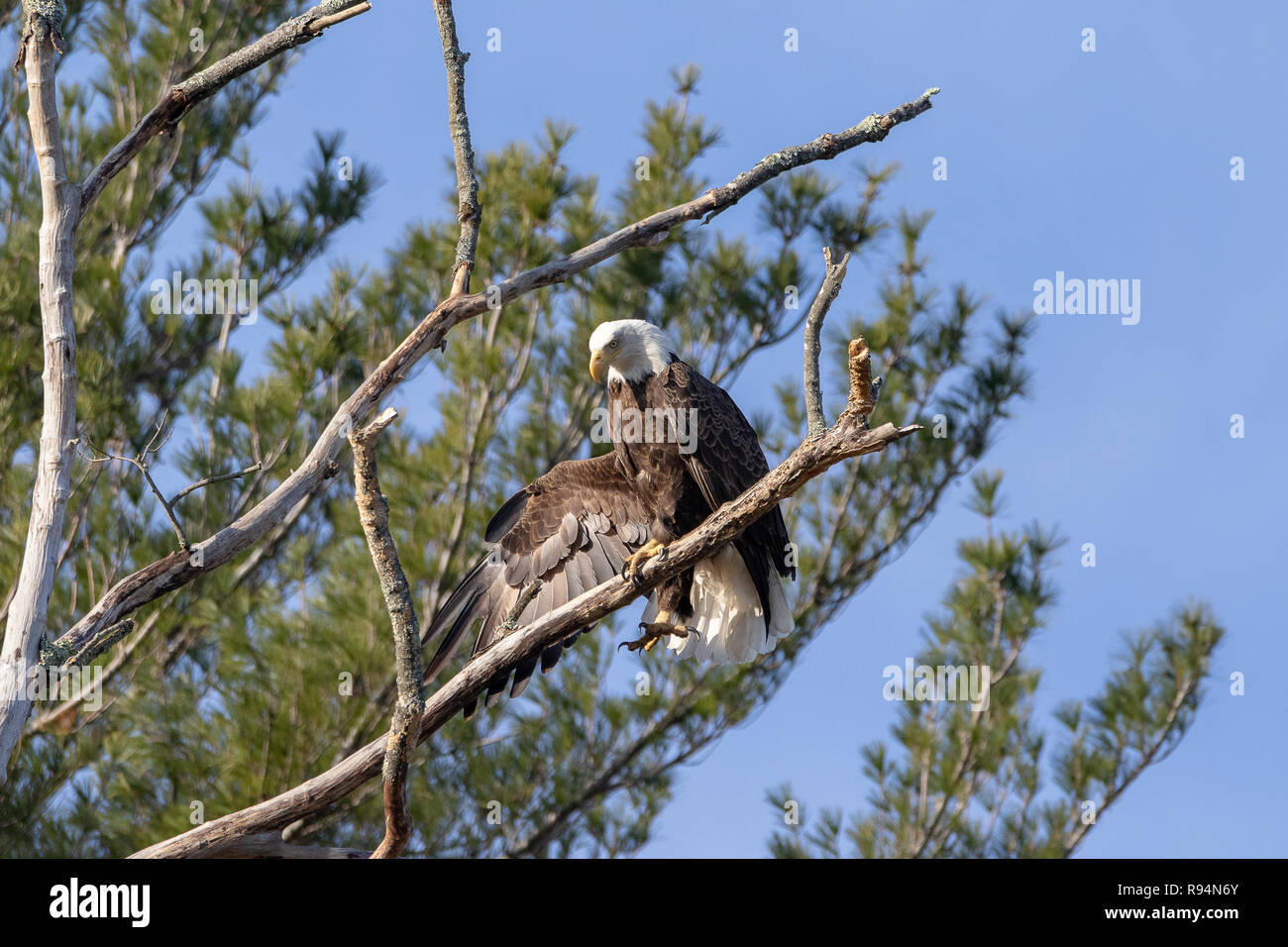 Bald Eagle In A Tree Stock Photo - Alamy