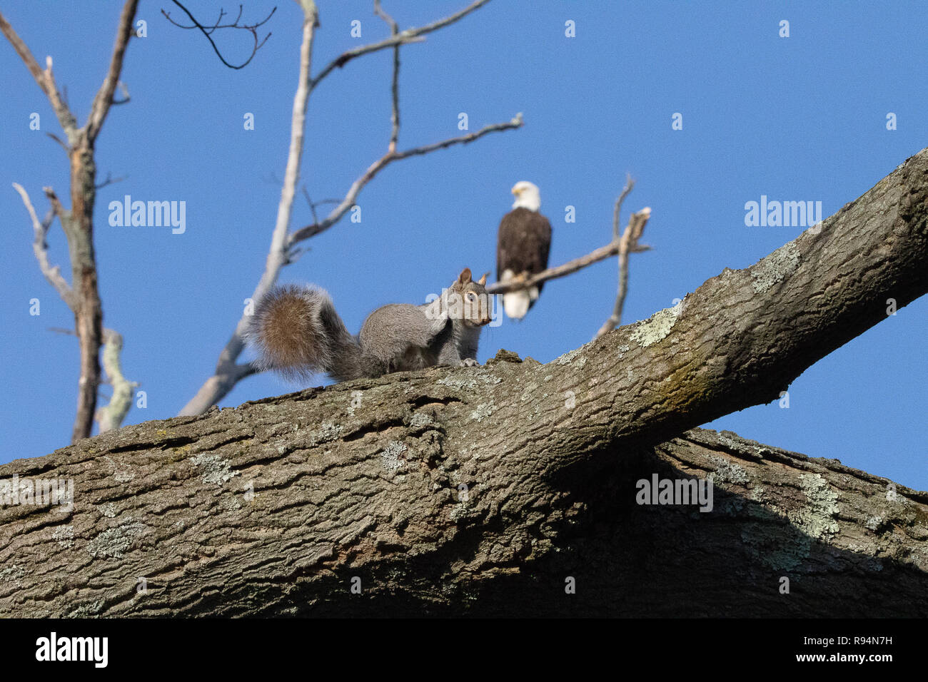Bald Eagle In A Tree Stock Photo - Alamy