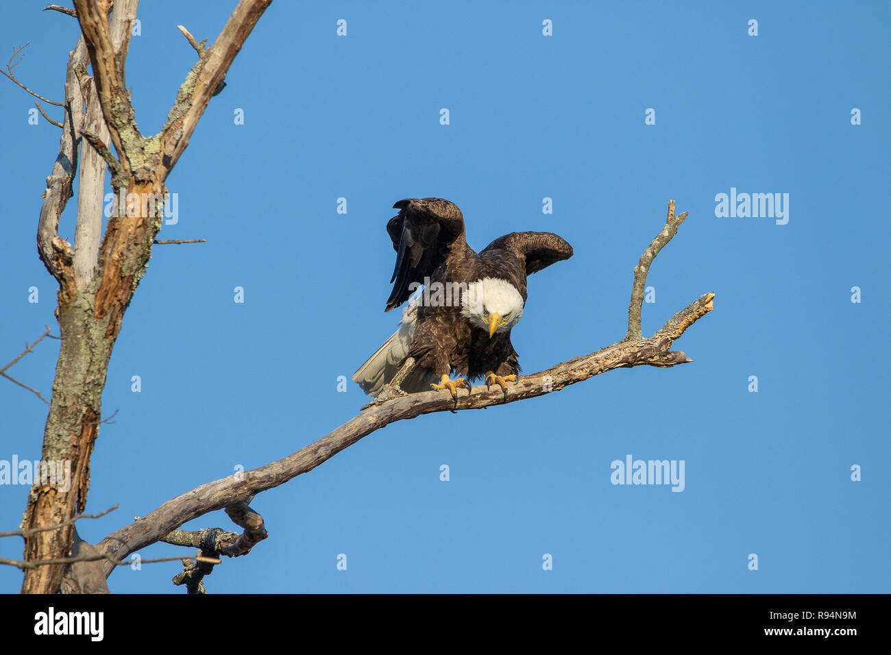 Bald Eagle In A Tree Stock Photo - Alamy