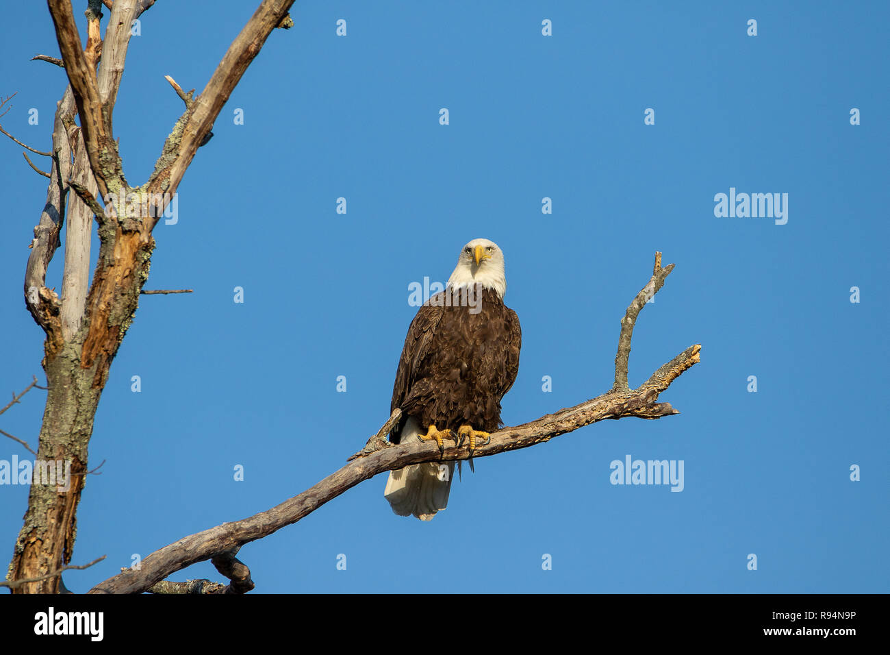 Bald Eagle In A Tree Stock Photo - Alamy