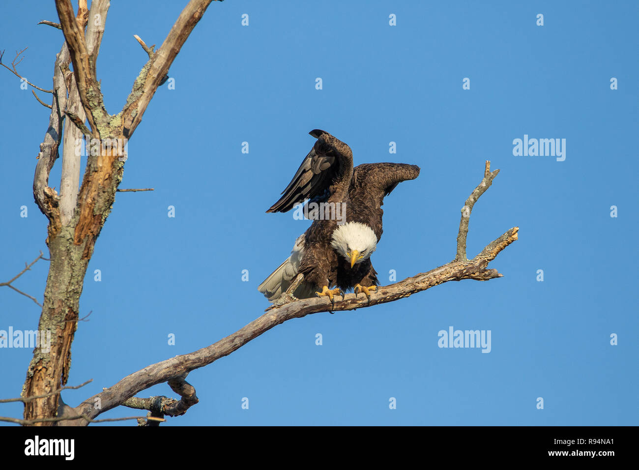 Bald Eagle In A Tree Stock Photo - Alamy