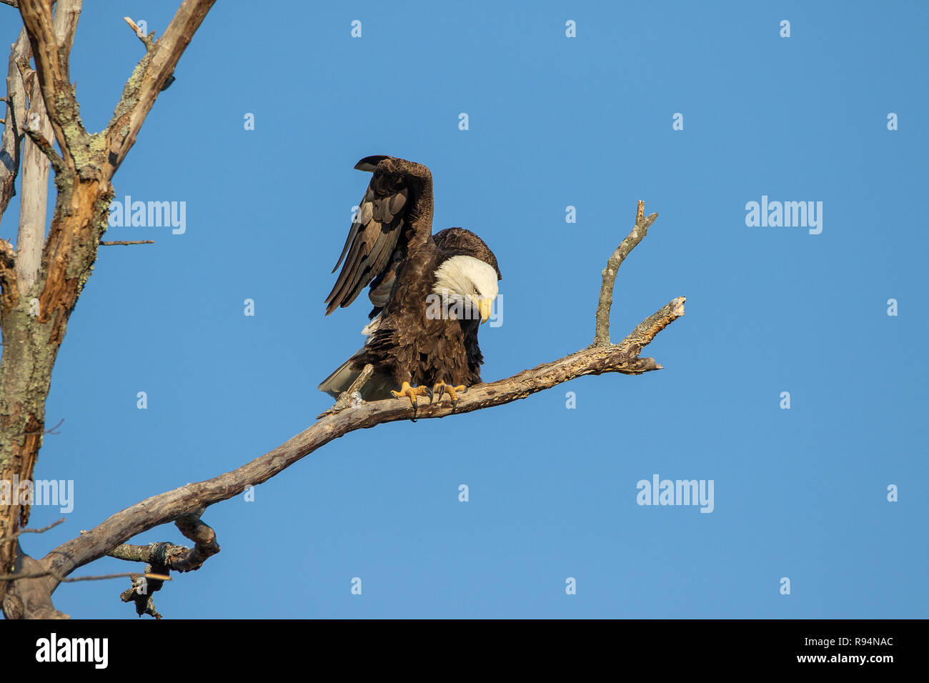 Bald Eagle In A Tree Stock Photo - Alamy
