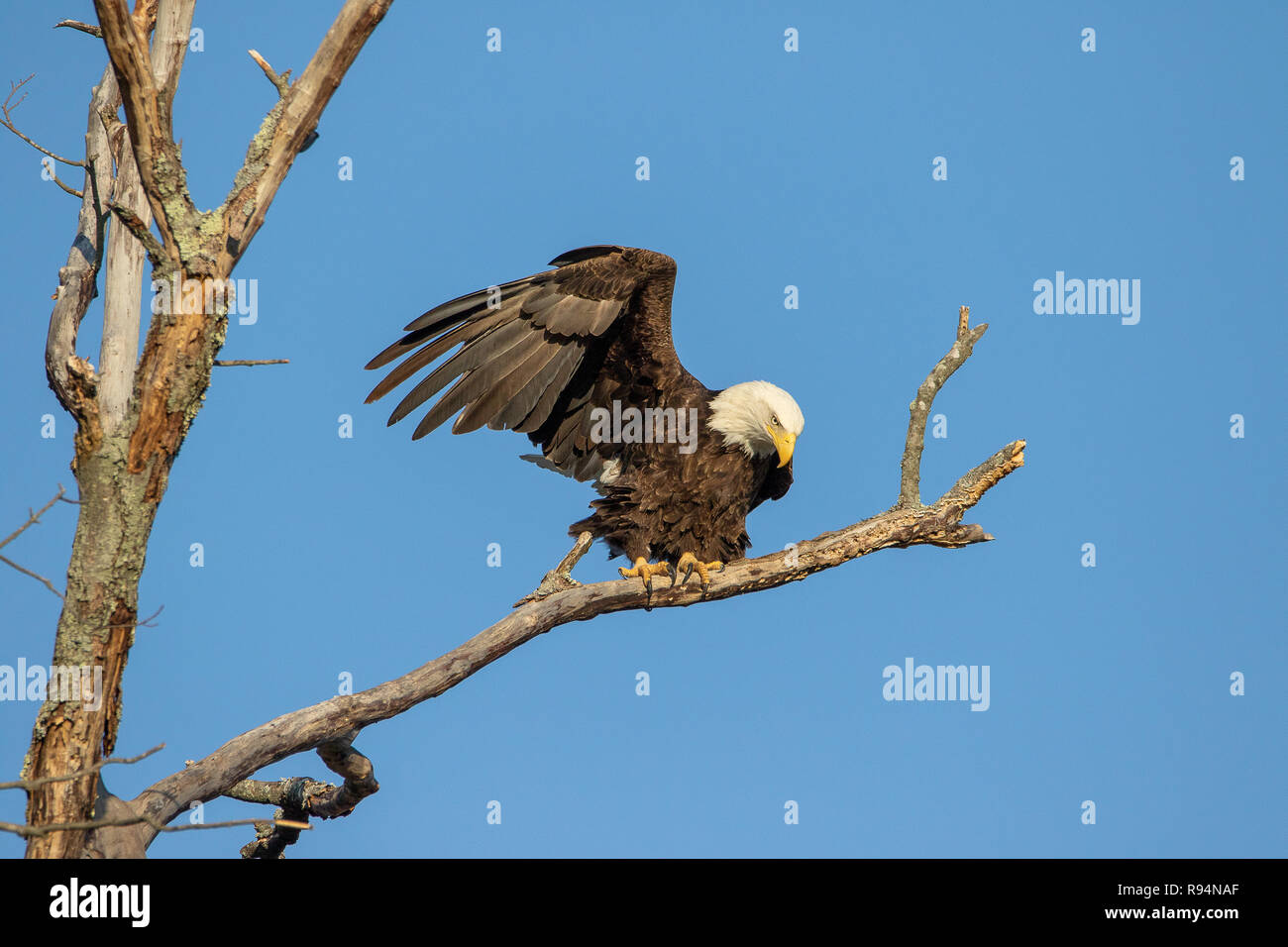 Bald Eagle In A Tree Stock Photo - Alamy