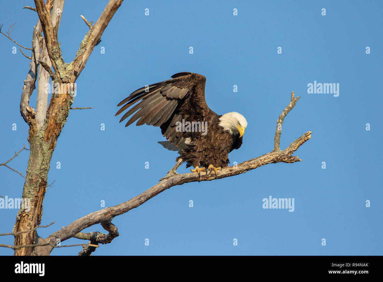 Bald Eagle In A Tree Stock Photo - Alamy