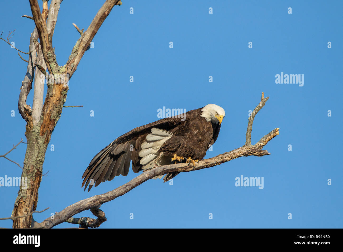 Bald Eagle In A Tree Stock Photo - Alamy